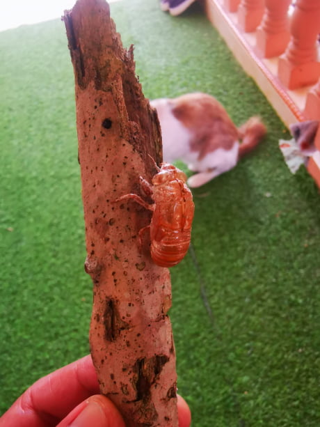 Best Funny cell Memes - 9GAG