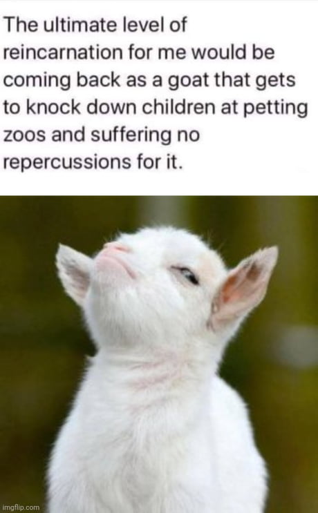 Best Funny reincarnation Memes - 9GAG