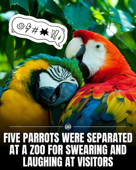 Best Funny parrots Memes - 9GAG