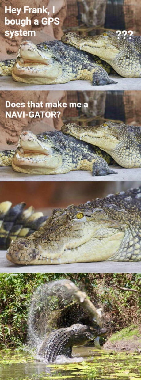 Best Funny alligator Memes - 9GAG