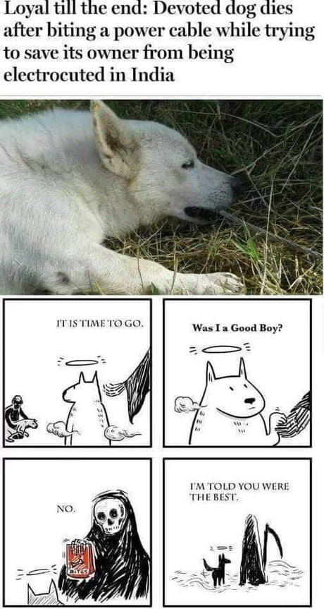 Best Funny good boy Memes - 9GAG
