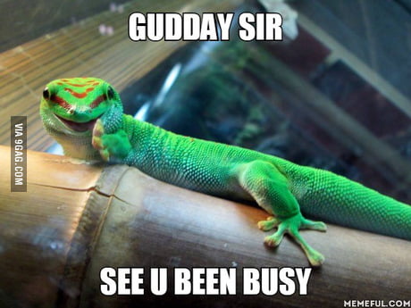 Funny Gecko Memes Geico Gecko Memes & GIFs Imgflip