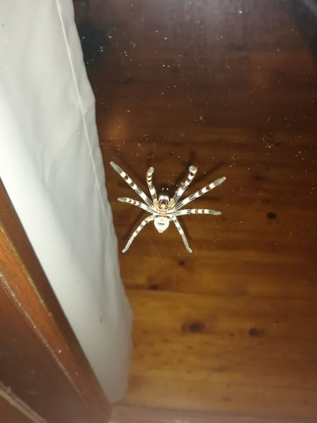 Best Funny huntsman spider Memes - 9GAG