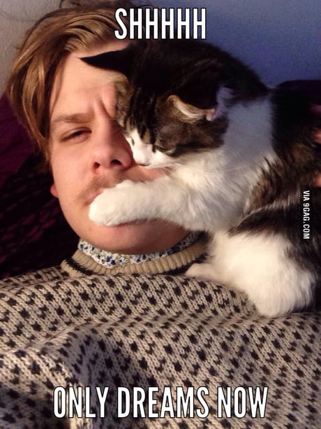 Assassin Cat Memes