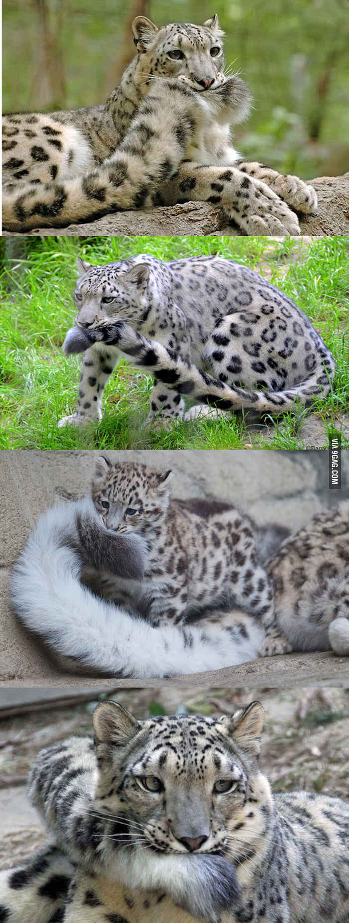This. This is why Snow Leopards are the best big cats~ - 9GAG