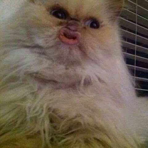 I think my cat has autism - 9GAG