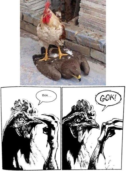 Cocky - 9GAG