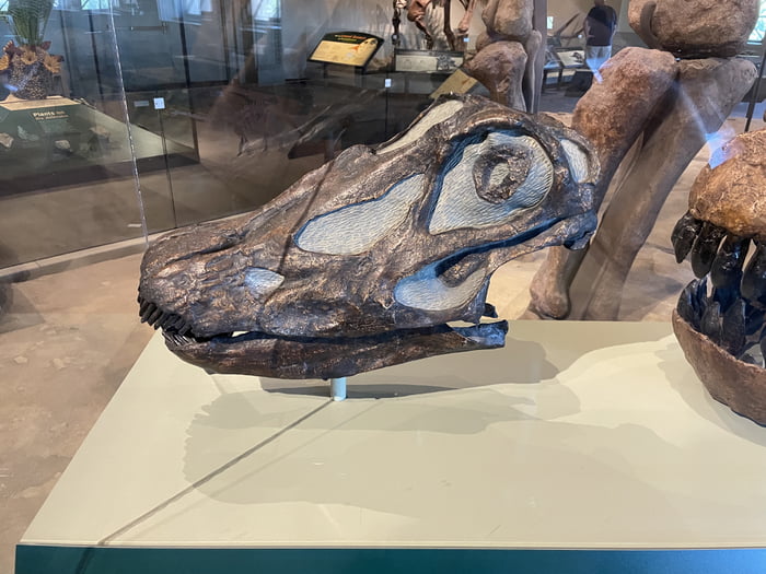 A close up of a Diplodocus skull (cast)! It’s pretty fascinating such a ...
