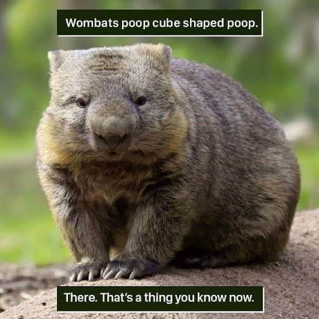 Best Funny wombat Memes - 9GAG