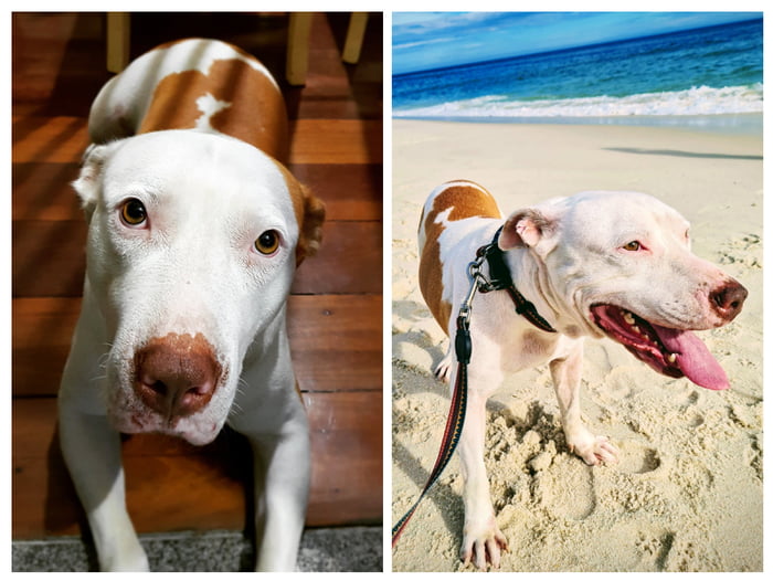 A simple homage to my best friend, she left us yesterday "All dogs go ...