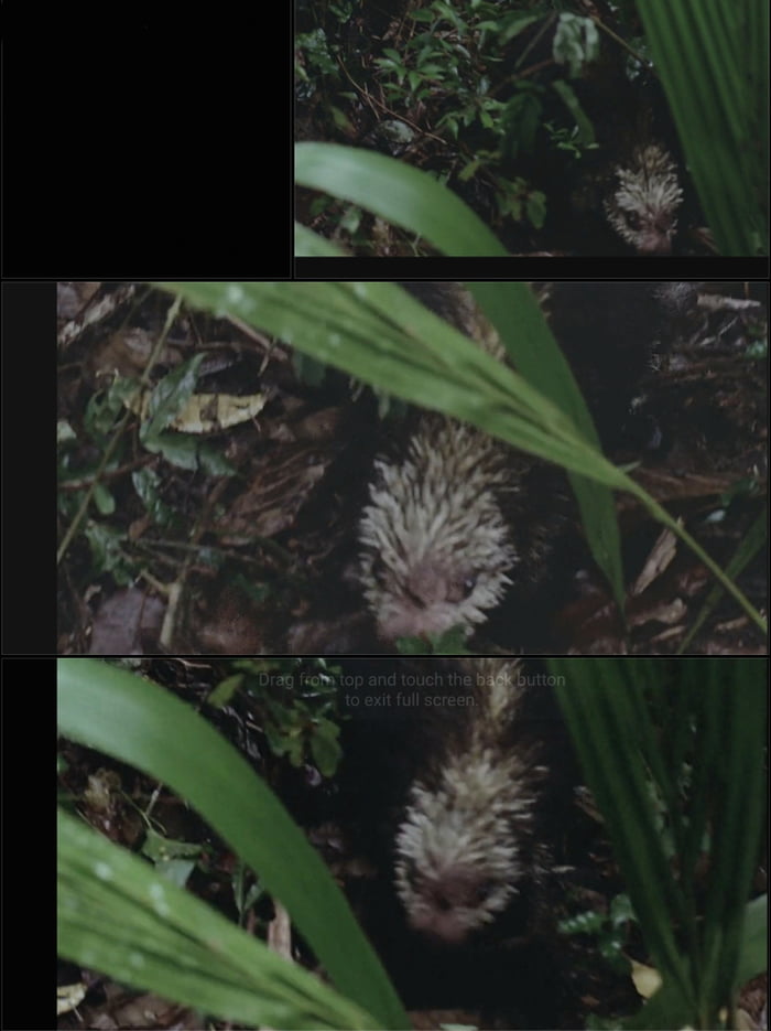 Movie Predator (1987) anyone know what species of animal this is - from ...