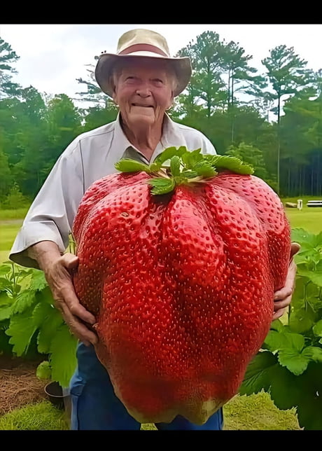 Best Funny strawberry Memes - 9GAG