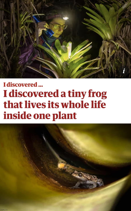 Best Funny frog Memes - 9GAG