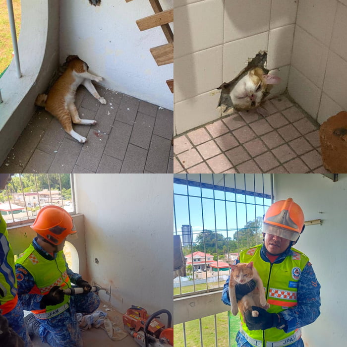 Orange step-cat stuck… - 9GAG