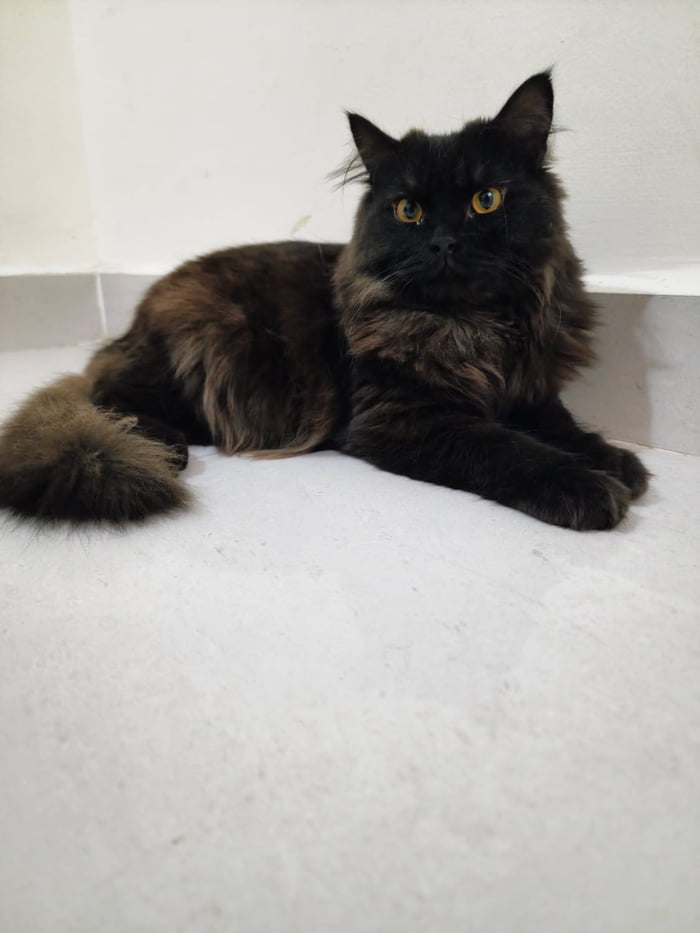 Everybody. Meet my cat Blake - 9GAG