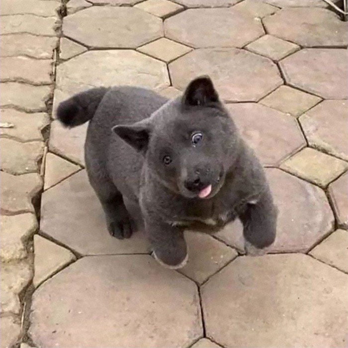 This Hmong Puppy Has The Derpiest Face - 9GAG