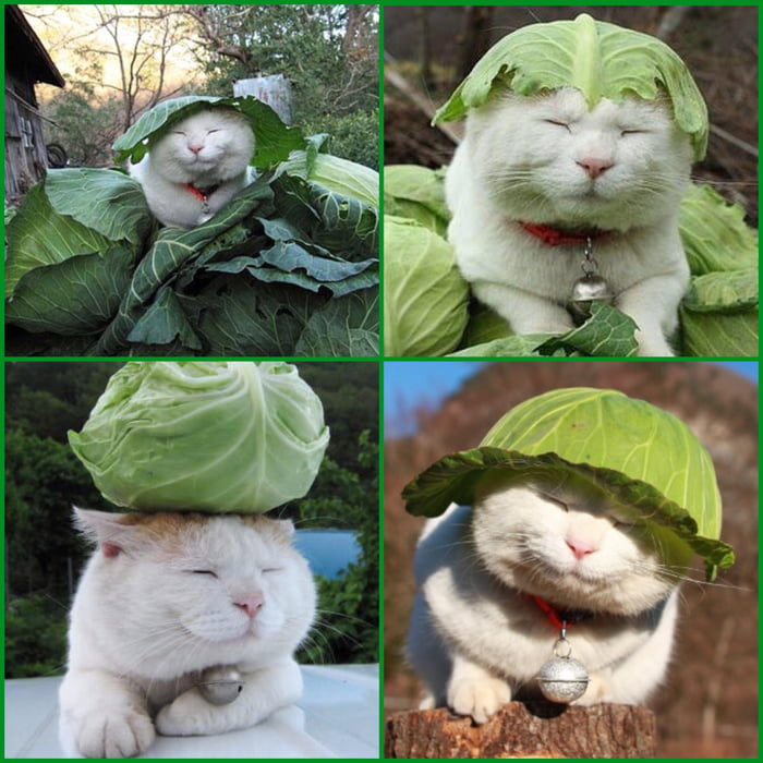 Shiro, The Most Relaxed Cat On Earth, Passed Away At Age 18 - 9GAG