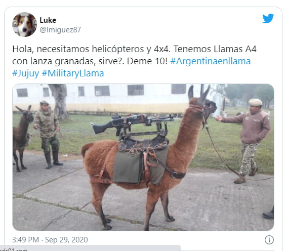 Be careful with our army! Northern province in Argentina donates lamas ...