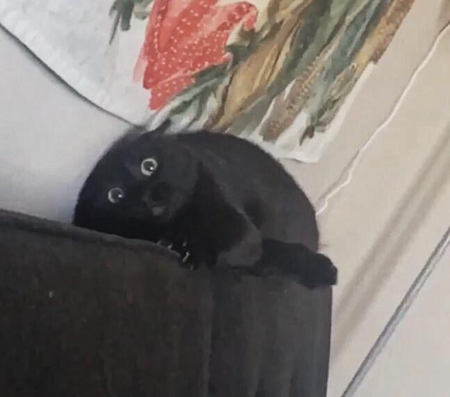 Low quality photo, high quality cat - 9GAG