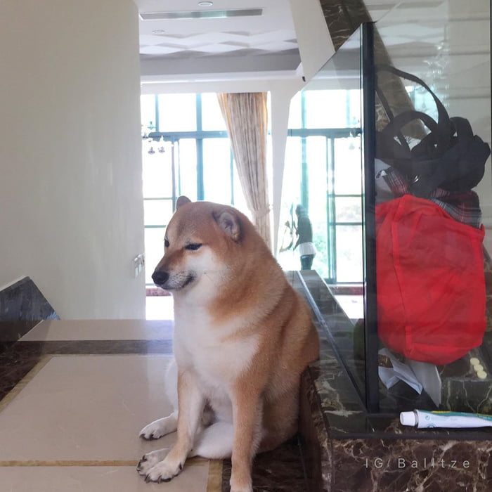 Meet Balltze, The Original Cheems Meme Doge - 9GAG