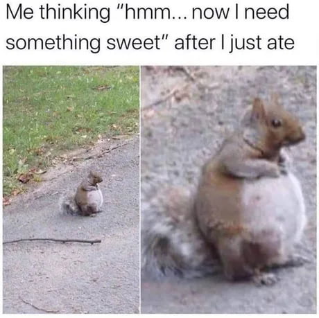 Fat Squirrel - 9GAG