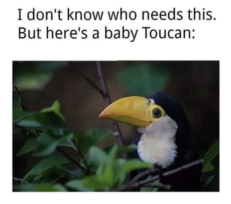 No comment needed - 9GAG