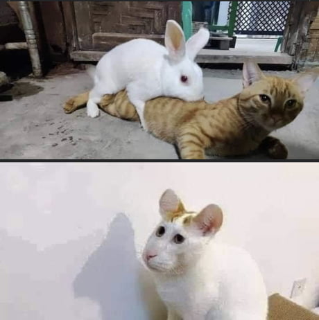 Cat Rabbit Hybrid