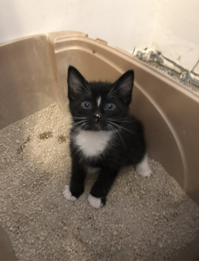 Meet Nigel… he’s taking a dump - 9GAG