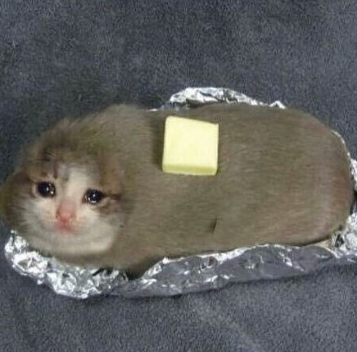 I think my cat has autism - 9GAG