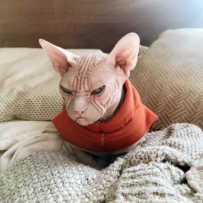 Meet Loki: The World’s Grumpiest Sphynx Cat - 9GAG