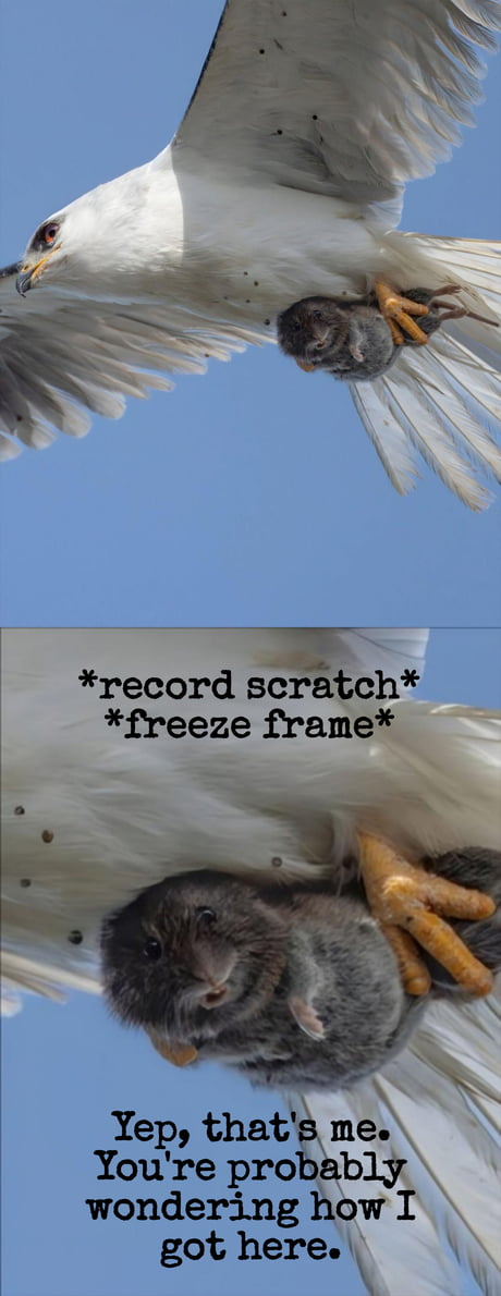 Best Funny bird Memes - 9GAG