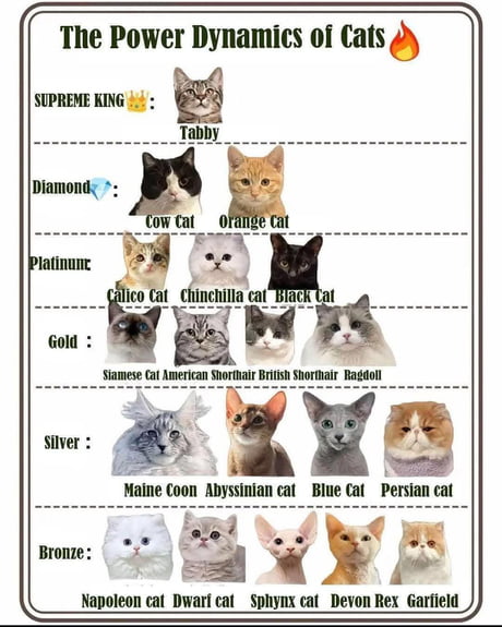 Best Funny cat meme Memes - 9GAG