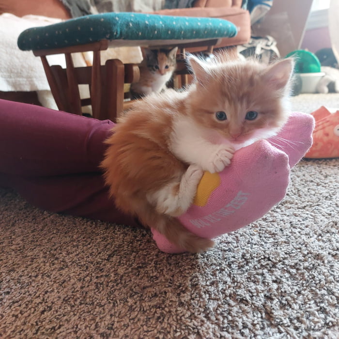 1 foot sized kitty - 9GAG