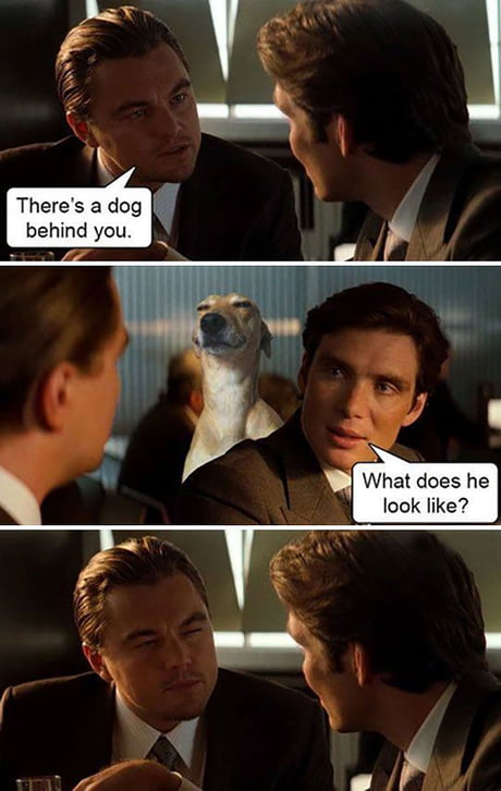 Best Funny good boy Memes - 9GAG