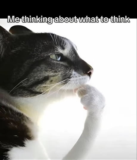 Philosophical Cat Memes
