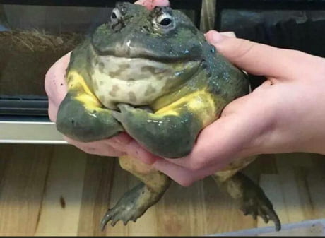 Best Funny toad Memes - 9GAG