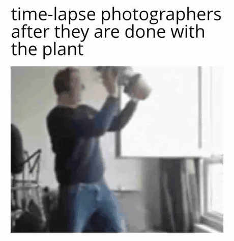 Lapse Memes