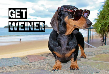 Best Funny weiner Memes - 9GAG