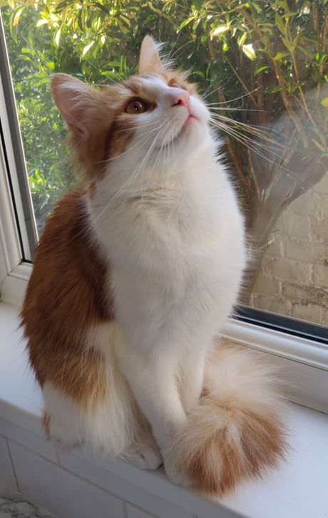 Best Funny cheebs Memes - 9GAG