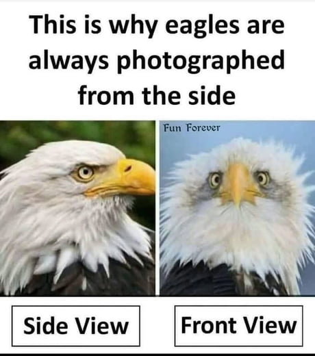 Anti Eagle Memes