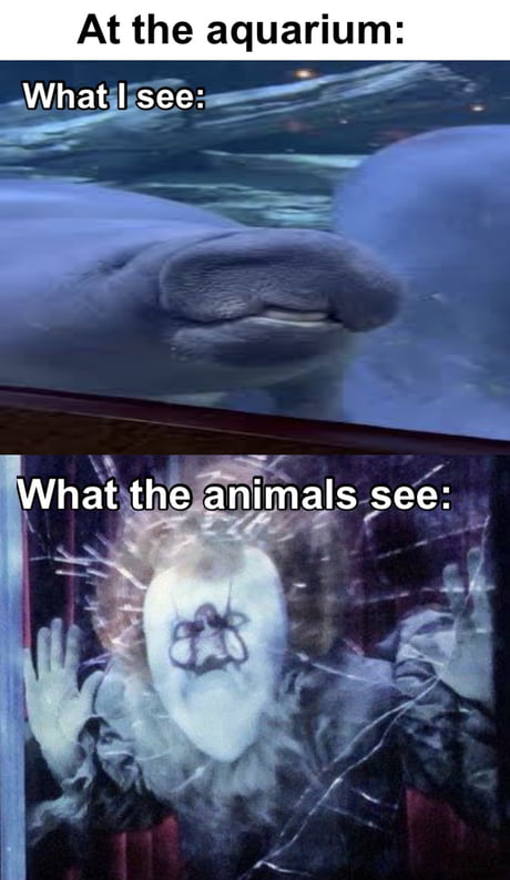 Best Funny aquarium Memes - 9GAG