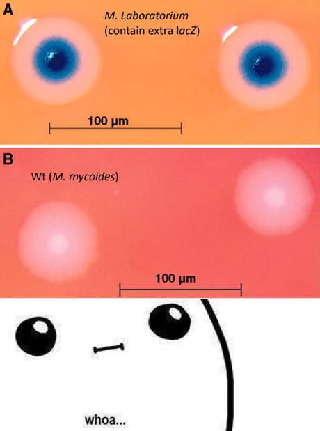 Best Funny microbiology Memes - 9GAG