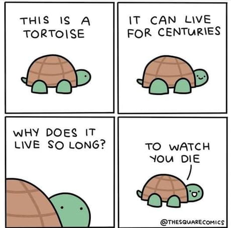 Best Funny tortoise Memes - 9GAG