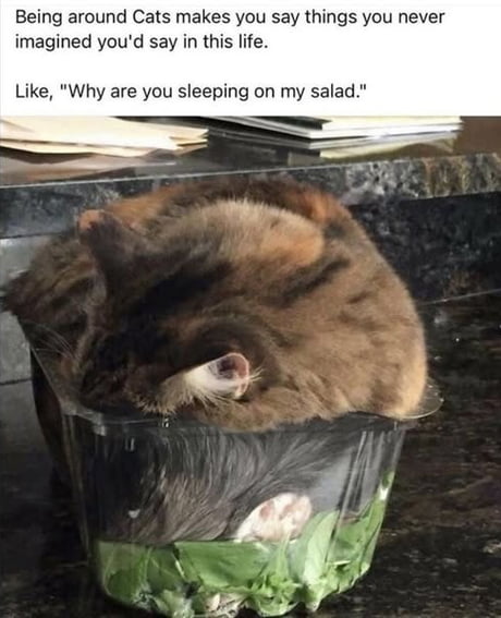 Salads Memes