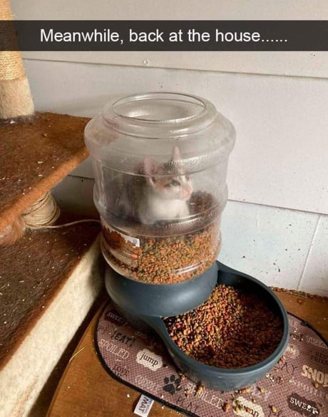 Best Funny kitten Memes - 9GAG
