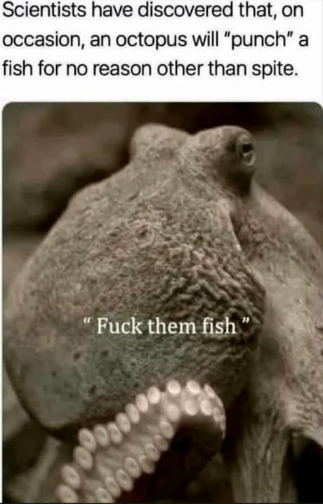 Best Funny octopus Memes - 9GAG