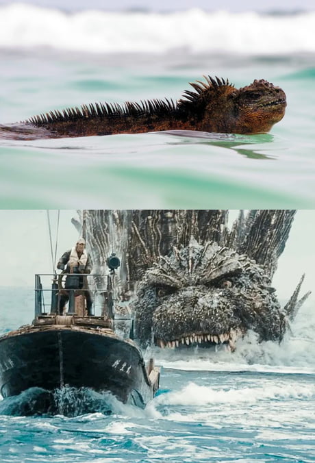 Best Funny iguana Memes - 9GAG