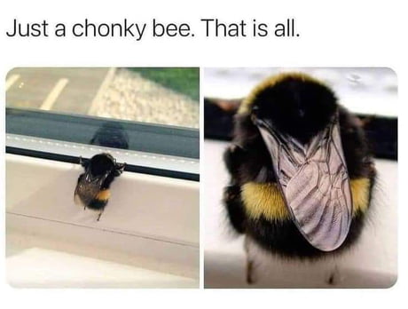Best Funny bee Memes - 9GAG