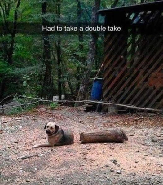 "Who's a good log? Yes, you are! You're a good log!" - 9GAG