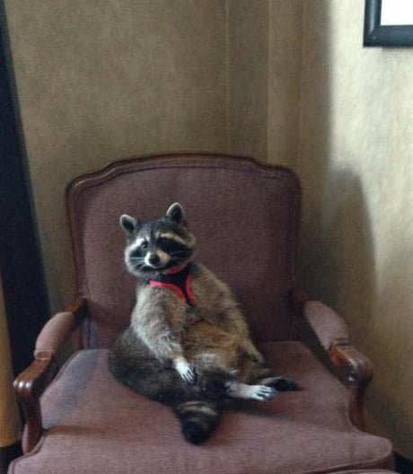 Oreo, The Real-Life Model For Rocket Raccoon In ‘GOTG’ Has Passed Away ...